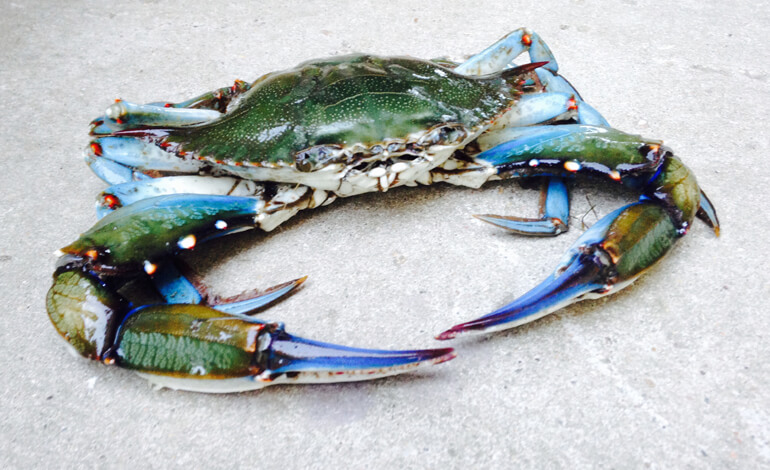 Indagine sull'invasione del granchio blu