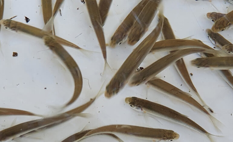 Giovani lasche nate nel Parco del Ticino ripopolano il Vipacco in Slovenia