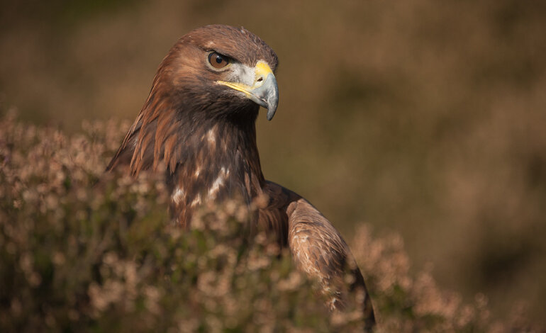 Aquile in movimento, il monitoraggio in Messico e sull'arco alpino