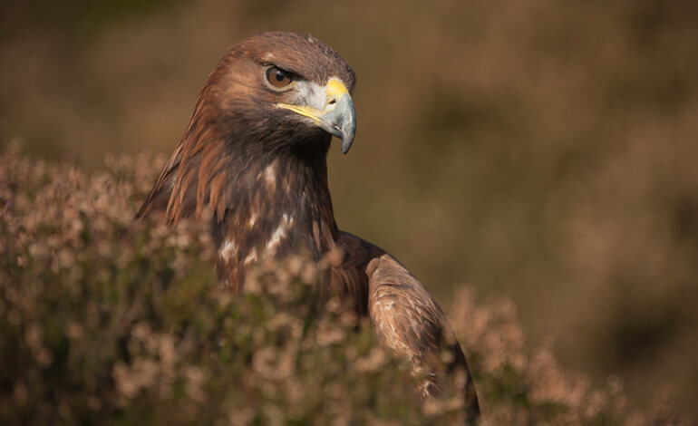 Aquile in movimento, il monitoraggio in Messico e sull'arco alpino