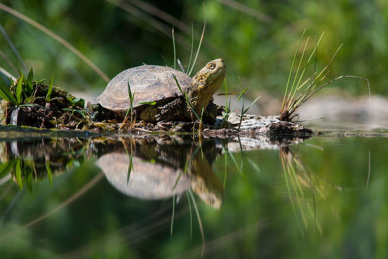 Al via un progetto per salvare la testuggine palustre europea
