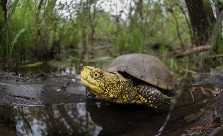Al via un progetto per salvare la testuggine palustre europea