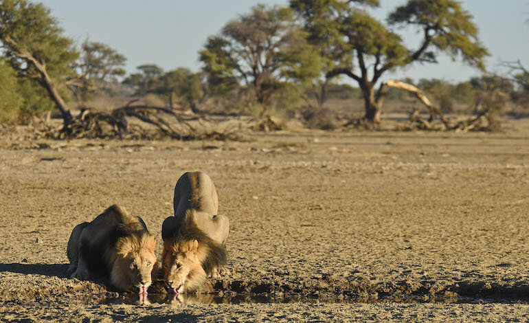 Le aride savane del Kalahari, un luogo ricco di vita
