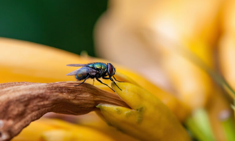 Insetti, ecosistemi e cambiamenti climatici