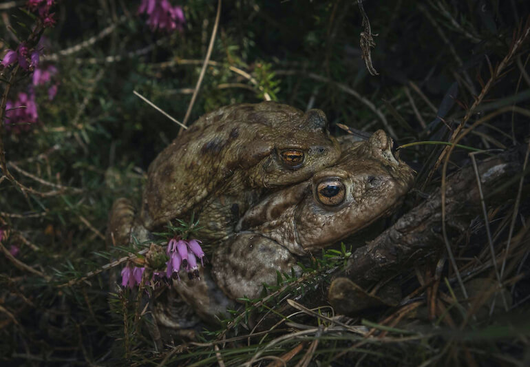 Gli anfibi sono la classe di vertebrati più minacciata di estinzione ...