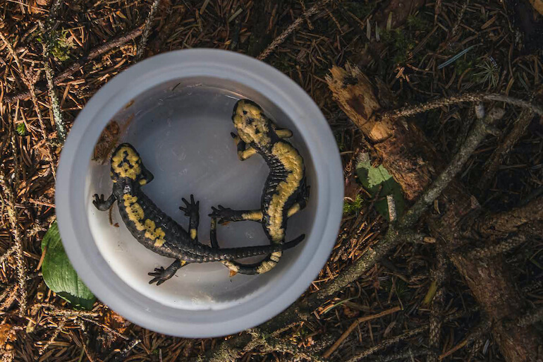 Gli anfibi sono la classe di vertebrati più minacciata di estinzione ...