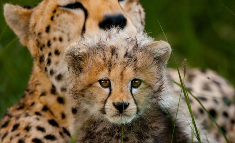 La Giornata internazionale del ghepardo