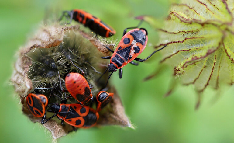 Insetti, ecosistemi e cambiamenti climatici