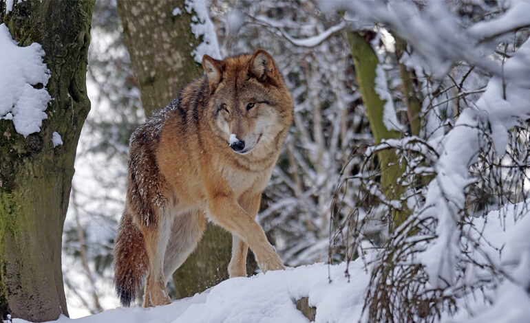Che cosa mangia il lupo?