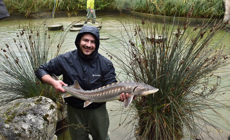 Gli storioni sono cresciuti e pronti per la riproduzione