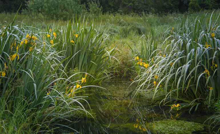 Sementi autoctone per ricostruire l'ecosistema naturale