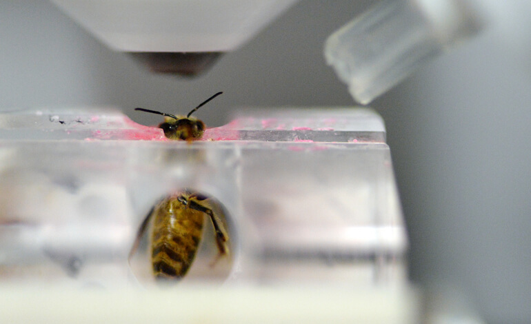 Il complesso cervello delle api