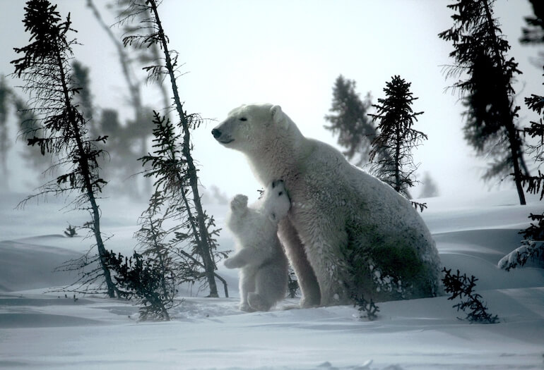 Giornata mondiale dell'orso polare