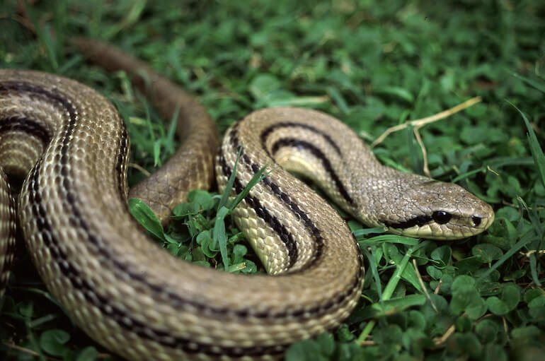 Le specie salvate dalla scienza