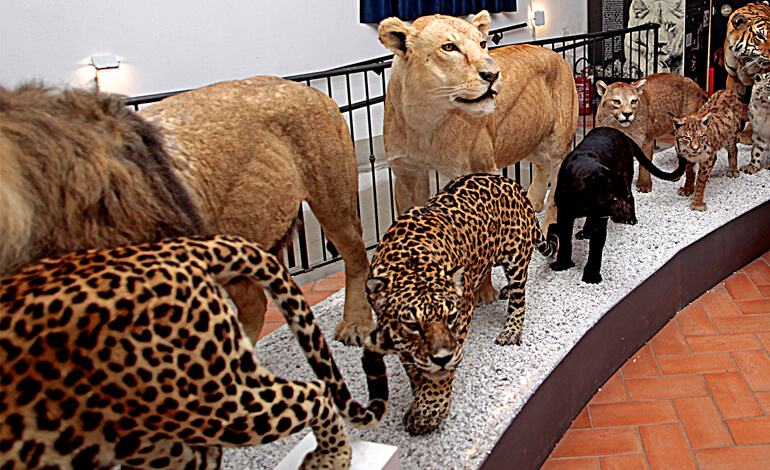 L'esposizione “Felini. Eleganza letale”
