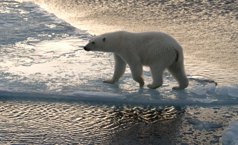 Giornata mondiale dell'orso polare
