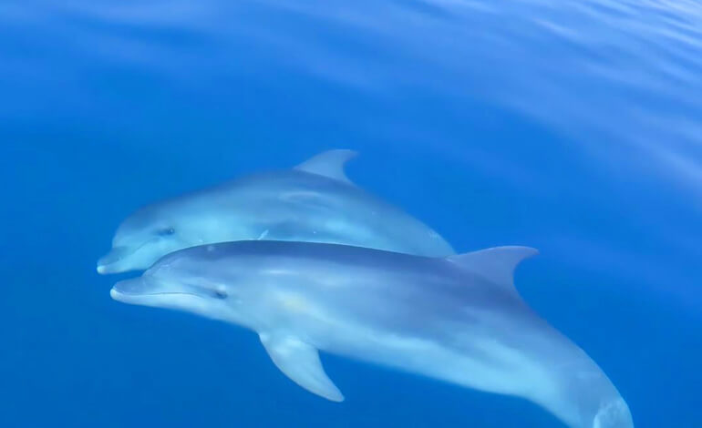 Salpa alla scoperta dei cetacei con il corso di formazione di MeRiS