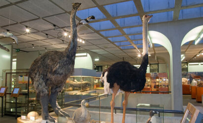 La storia dell’uccello elefante del Madagascar