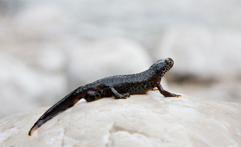 I tritoni calabresi verso l’estinzione