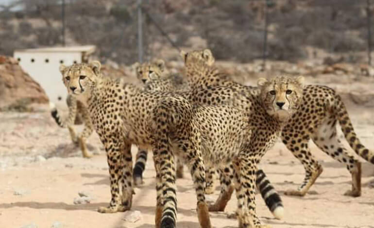 Somaliland: l'impegno per la conservazione parte dal ghepardo