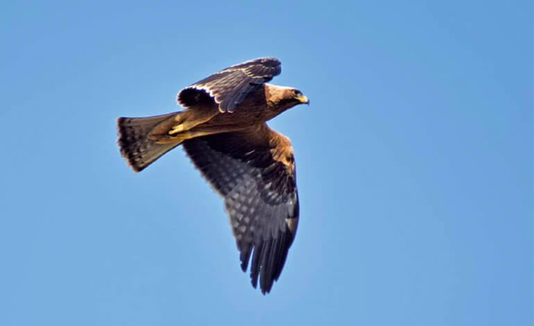 40 anni di campo rapaci sullo Stretto di Messina
