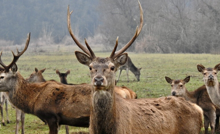 È partita l’Operazione Cervo Italico