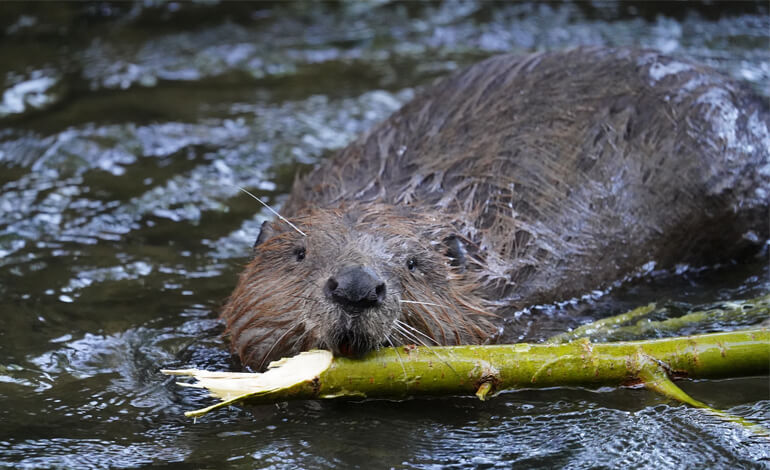 Torna in Italia l'ingegnere dei fiumi: il castoro