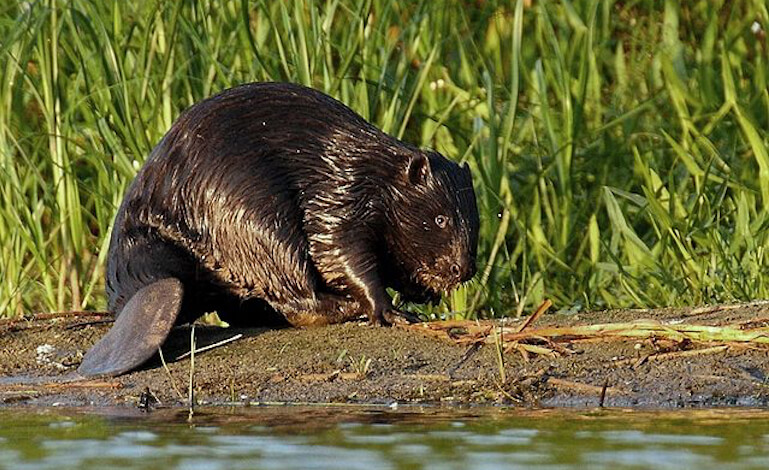 I castori si spostano verso il mezzogiorno d'Italia
