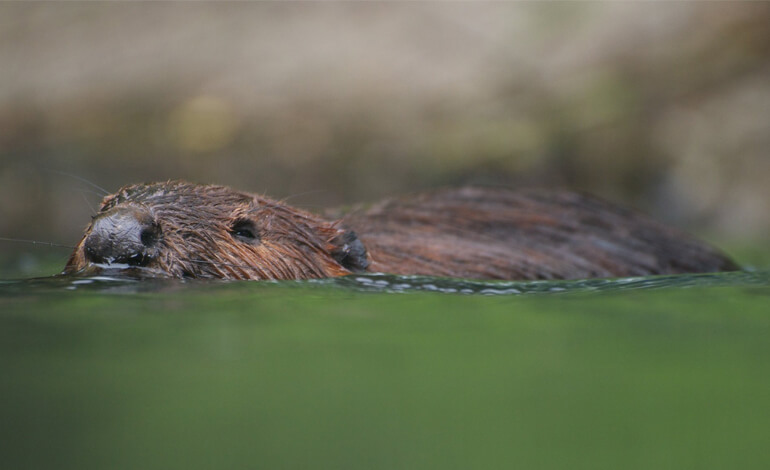 I castori si spostano verso il mezzogiorno d'Italia