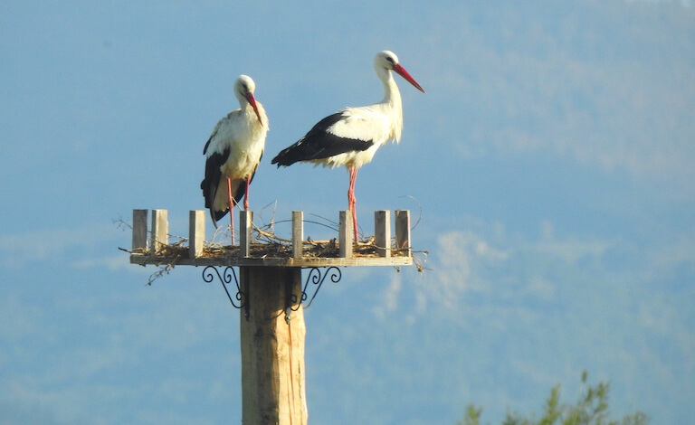 Il Cicogna Day nella Piana di Gela