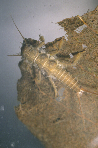 Il ritiro dei ghiacciai minaccia gli invertebrati alpini