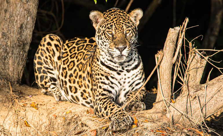 Il ritorno del giaguaro nel Parco Nazionale Iberá