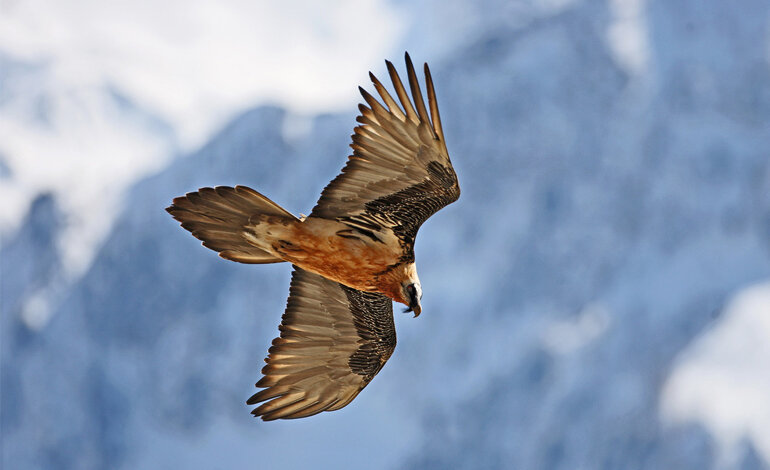 La prima riproduzione in natura di un gipeto nella provincia di Cuneo