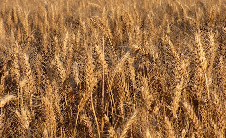 Salviamo il grano duro italiano