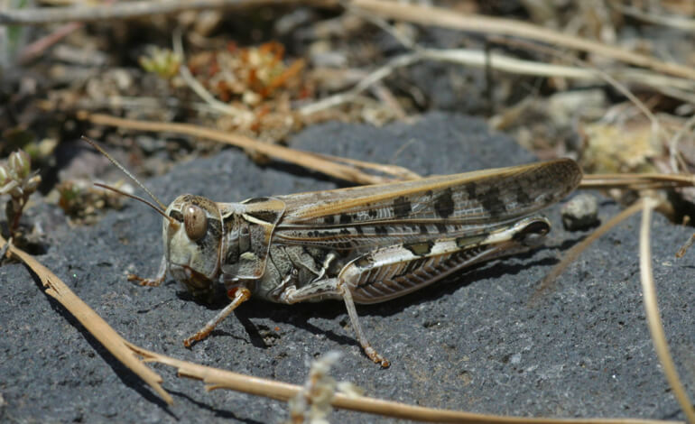 La FAO lancia l'allarme per le devastazioni delle locuste