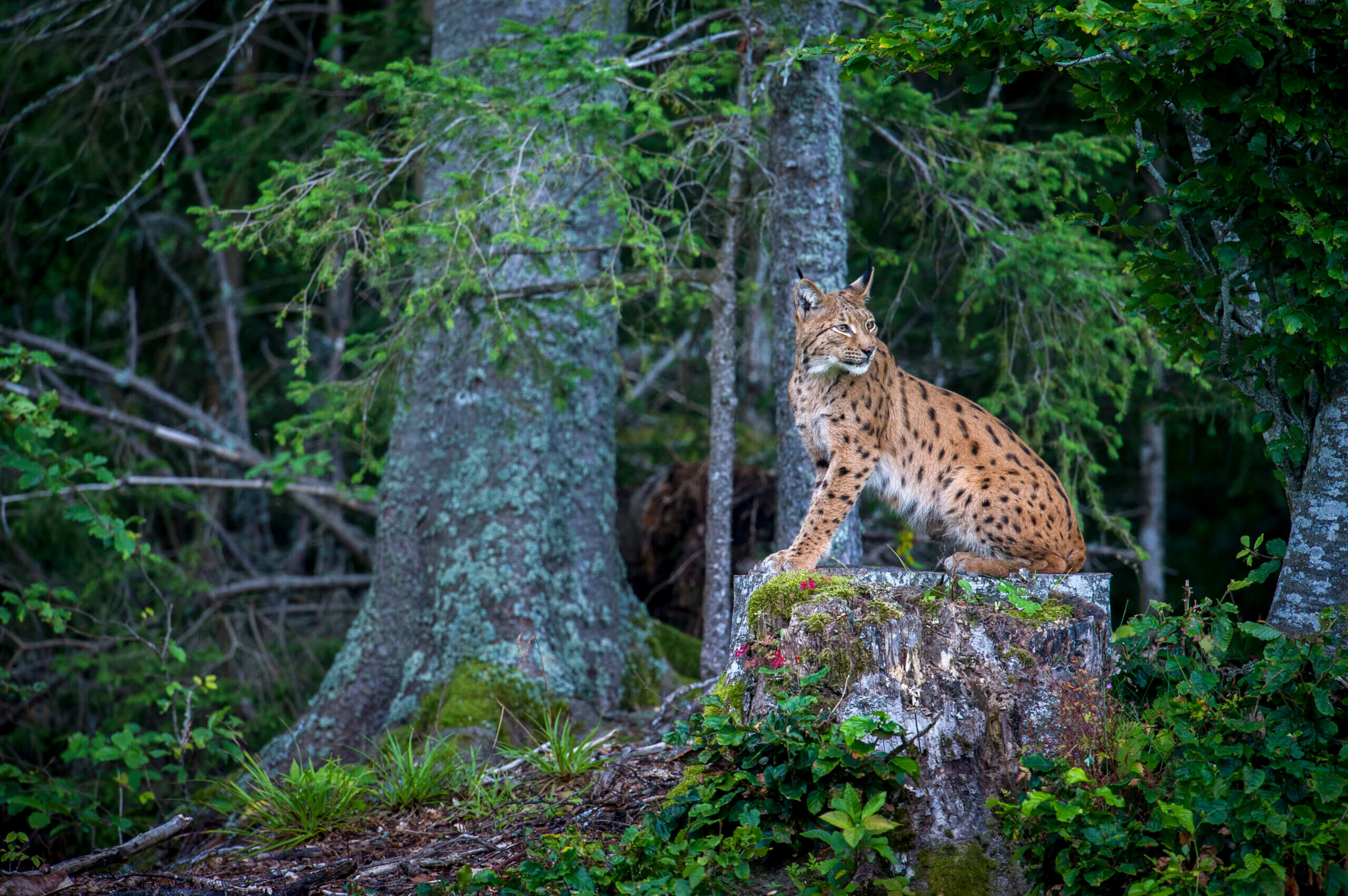 Il rilascio della lince per rafforzare la popolazione italiana