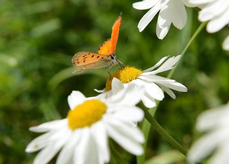 Riapre Paradisia di Cogne con nuove proposte