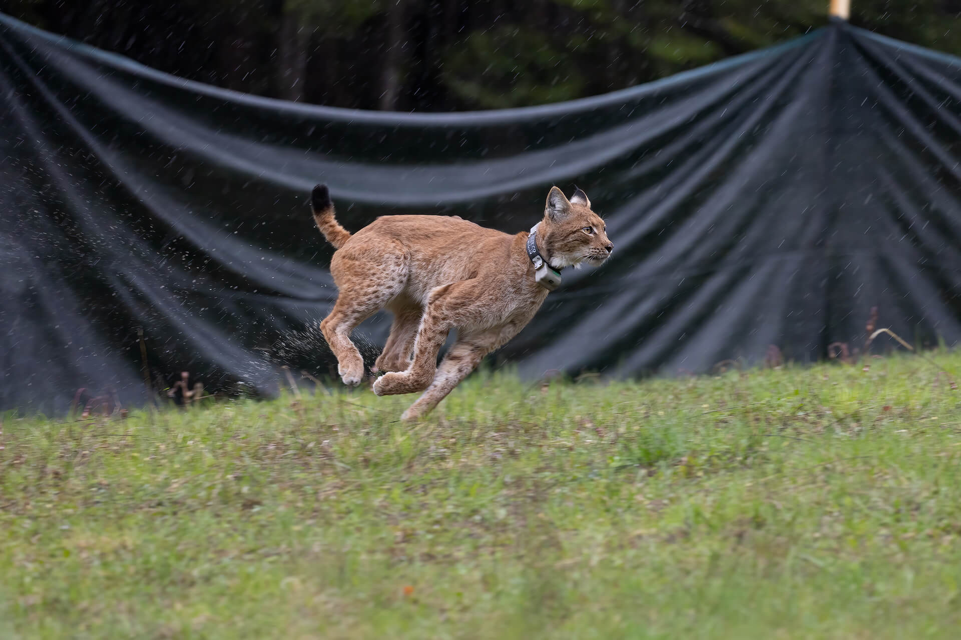 Il rilascio della lince per rafforzare la popolazione italiana