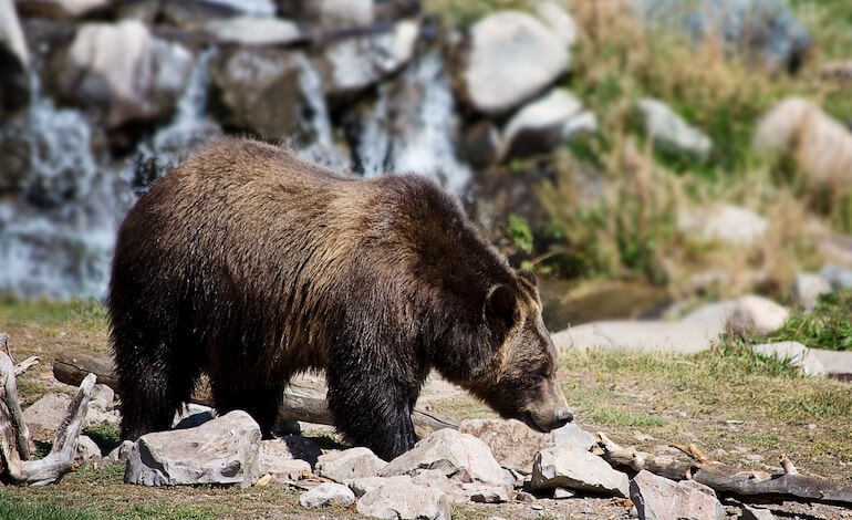 Una storia di convivenza con l'orso