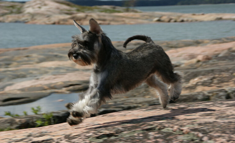 Lo Schnauzer nano, un cane tutto sale e pepe
