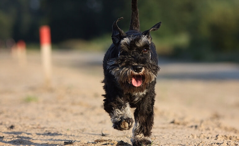 Lo Schnauzer nano, un cane tutto sale e pepe