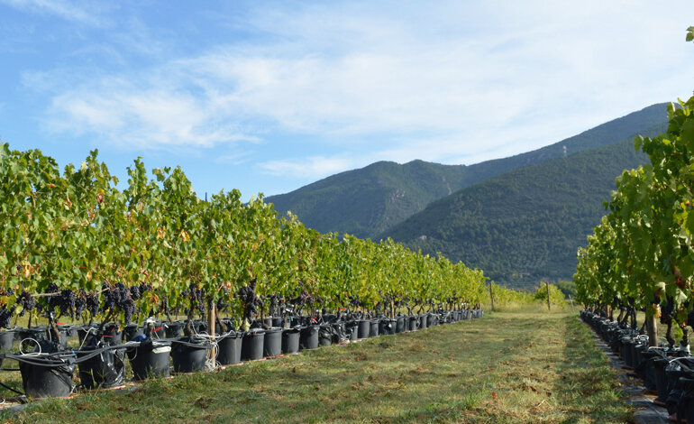 L'acqua giusta per fare il vino buono