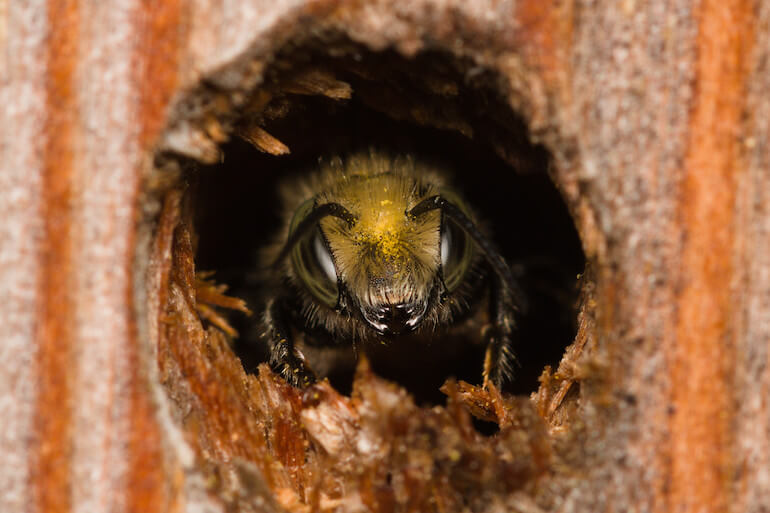 Un volo nel mondo delle api che popolano gli ambienti urbani