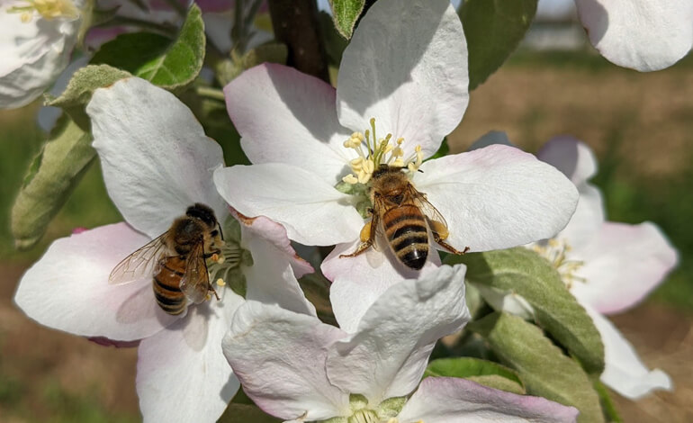 Tutti i vantaggi dell'impollinazione naturale