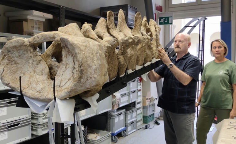 Mostra temporanea “Il Leviatano e le Sirene”