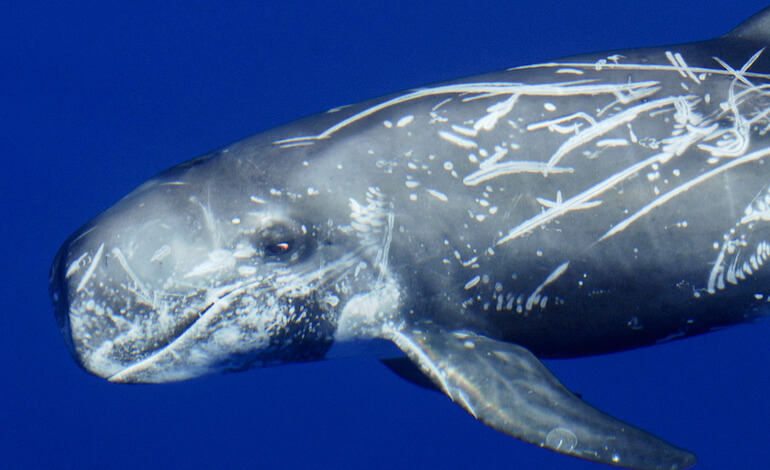 Sono aumentati gli avvistamenti di cetacei e tartarughe marine