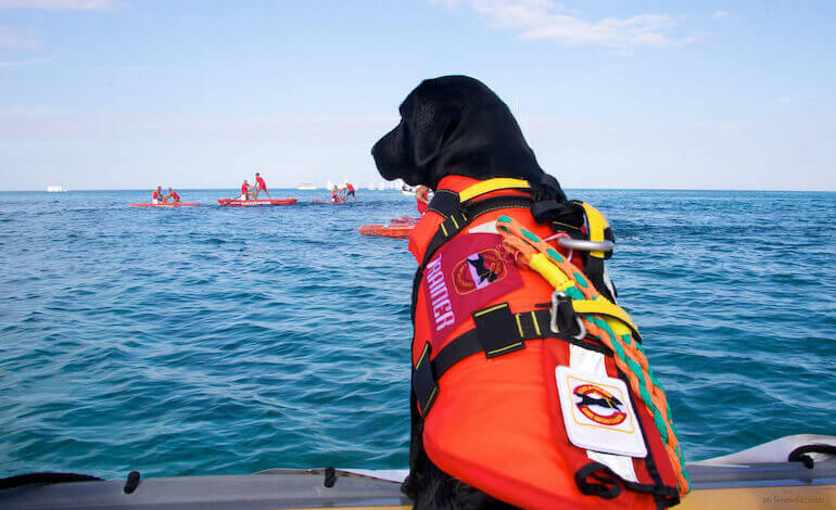 Come si diventa cani da salvataggio