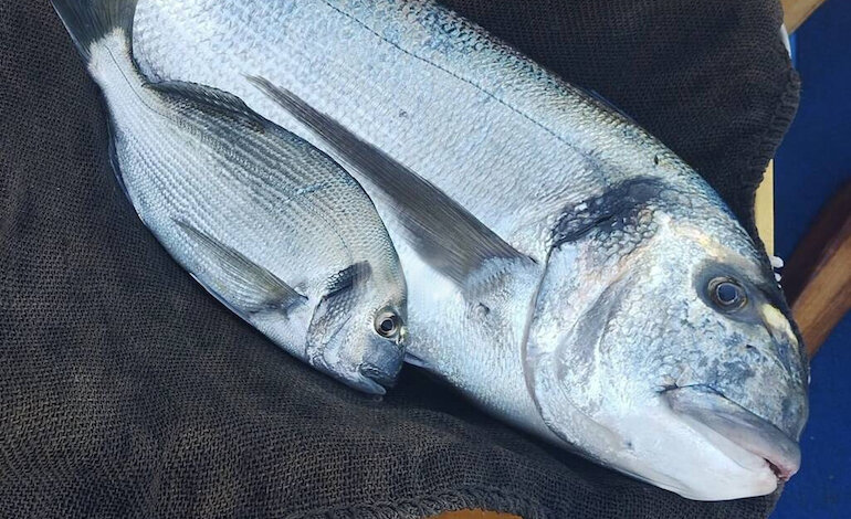 Uccisa un'orata gigante