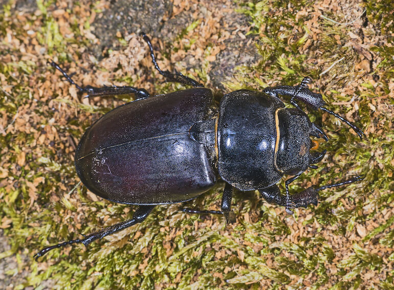 Riccardo Falco ci spiega la biodiversità