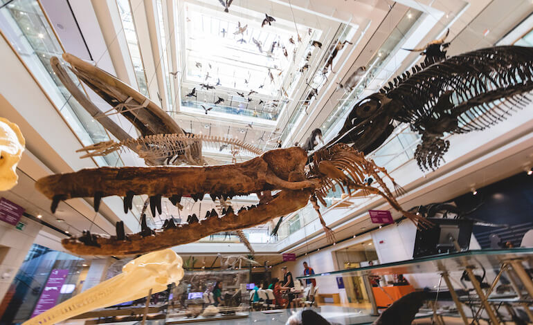 I primi 10 anni del MUSE